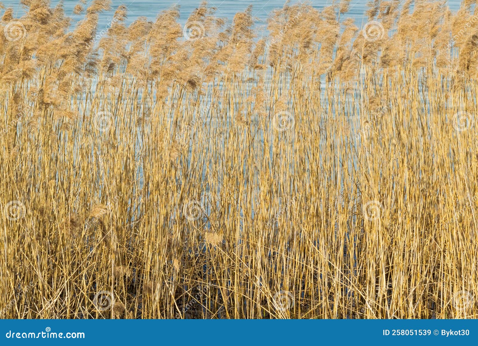 Common Reed Near the Water. Rivers and Lakes Stock Image - Image of ...