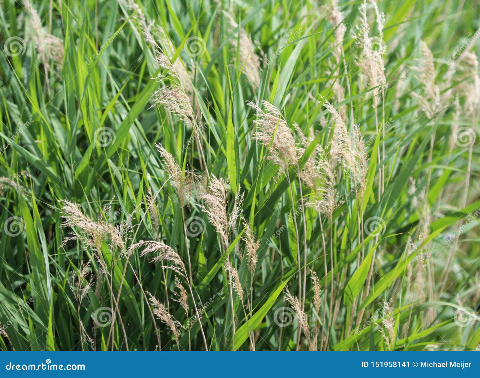 Common Reed or Phragmites Australis Along a Ditch Stock Image - Image ...