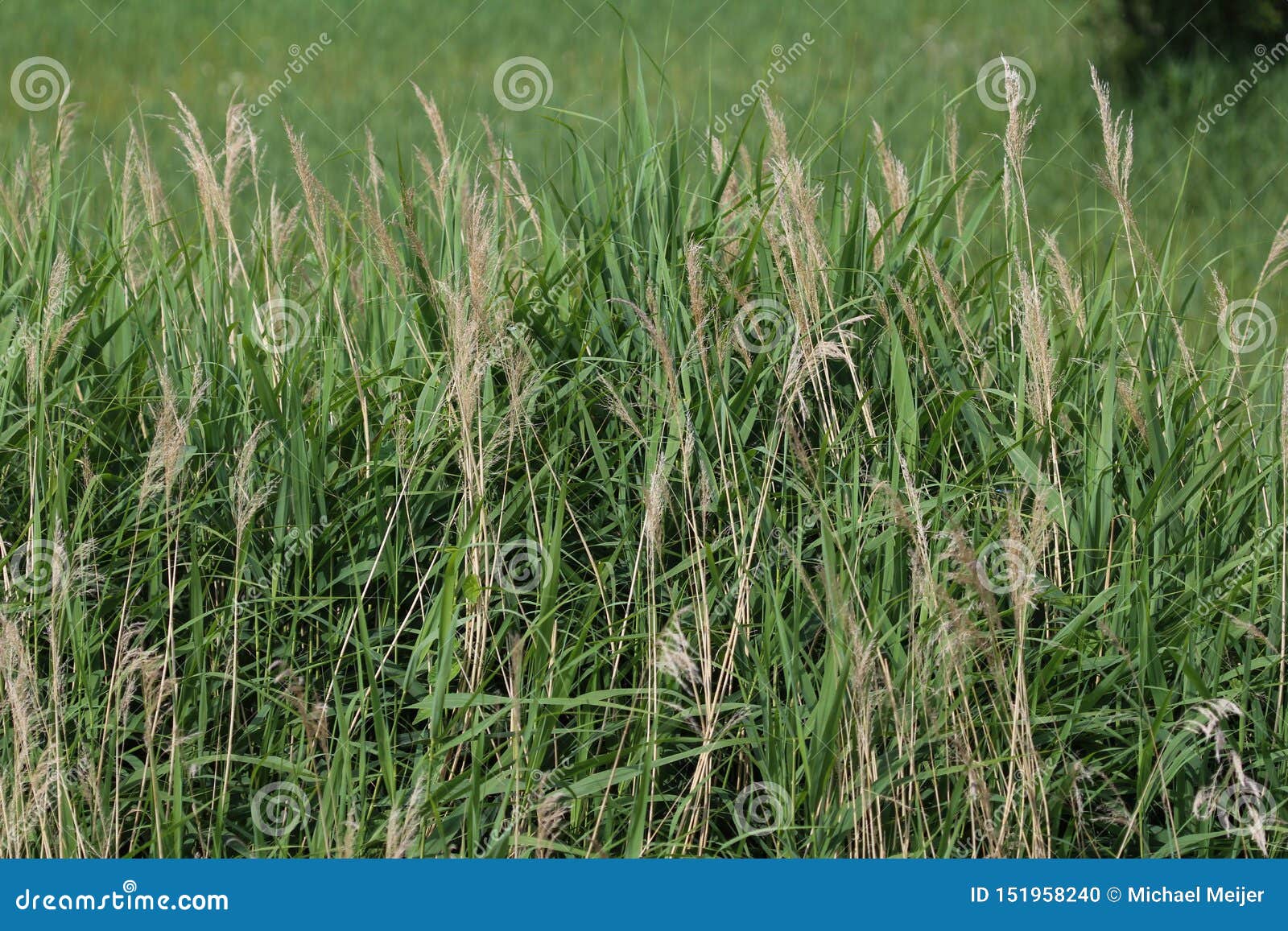 Common Reed or Phragmites Australis Along a Ditch Stock Photo - Image ...