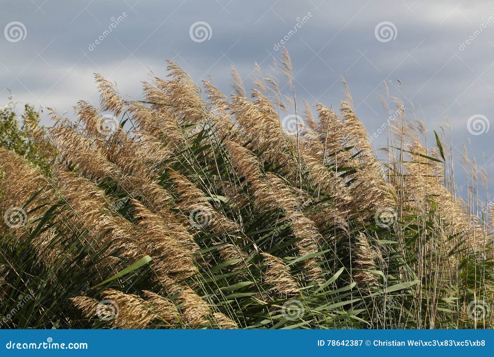 Common Reed (Phragmites Australis) Stock Image - Image of swamp, rural ...