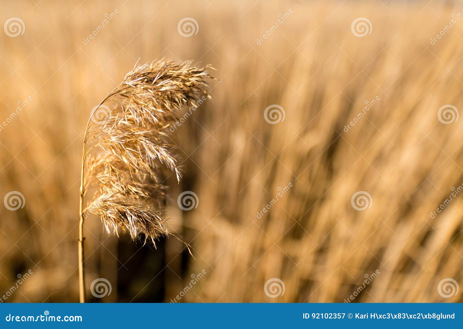 Common Reed Phragmites Australis As Background Or Texture Royalty-Free ...