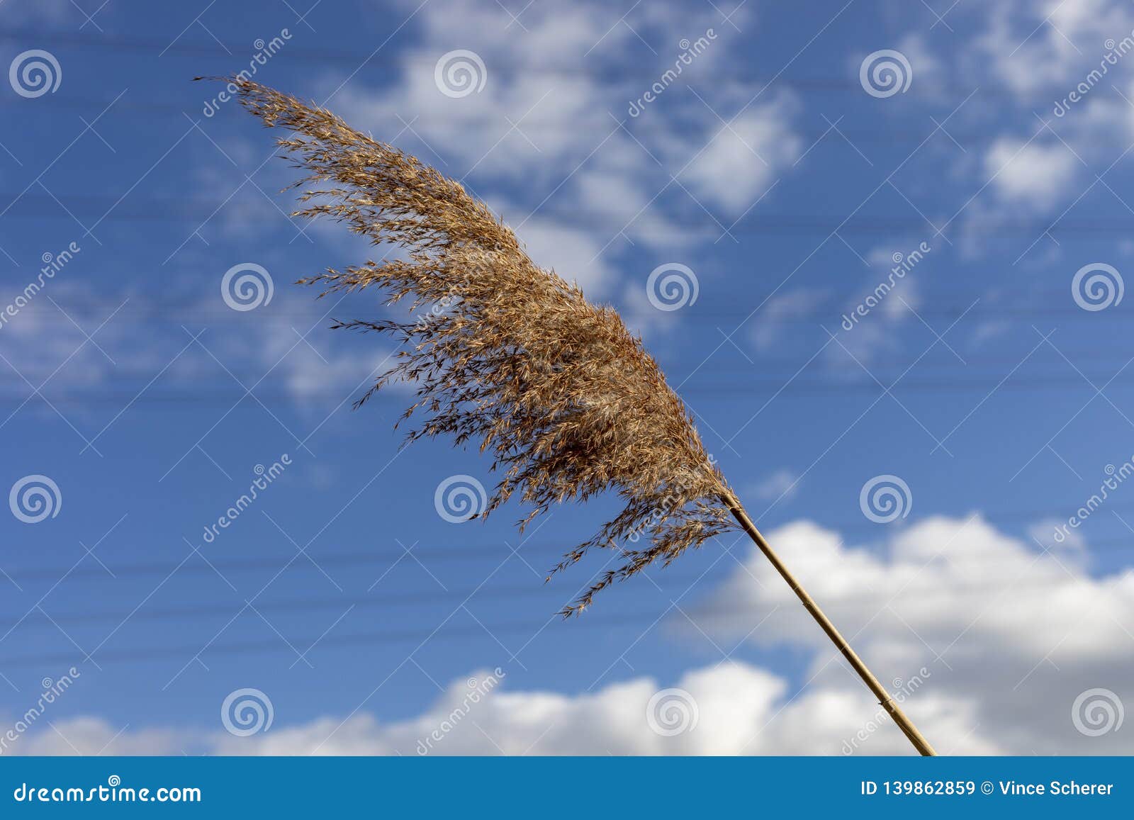 Common Reed Phragmites Australis Bending with the Wind Stock Image ...