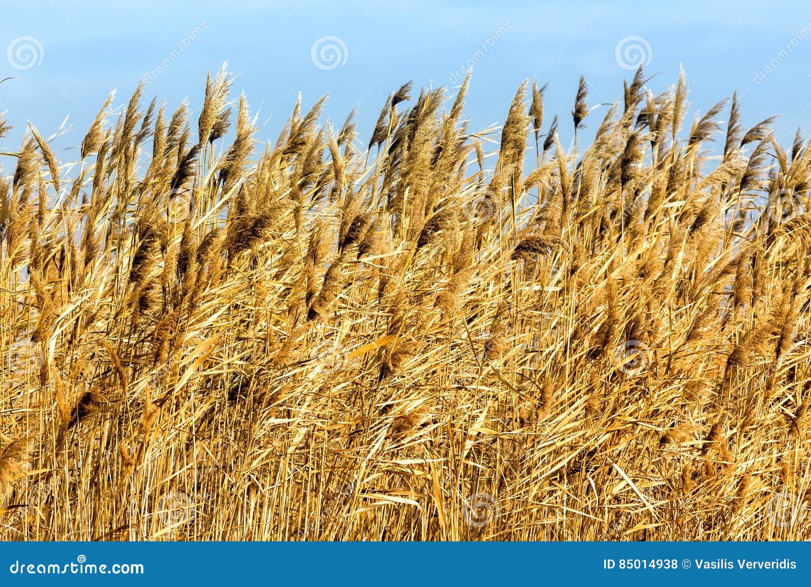 Common Reed Phragmites Australis Bending with the Wind Stock Photo ...
