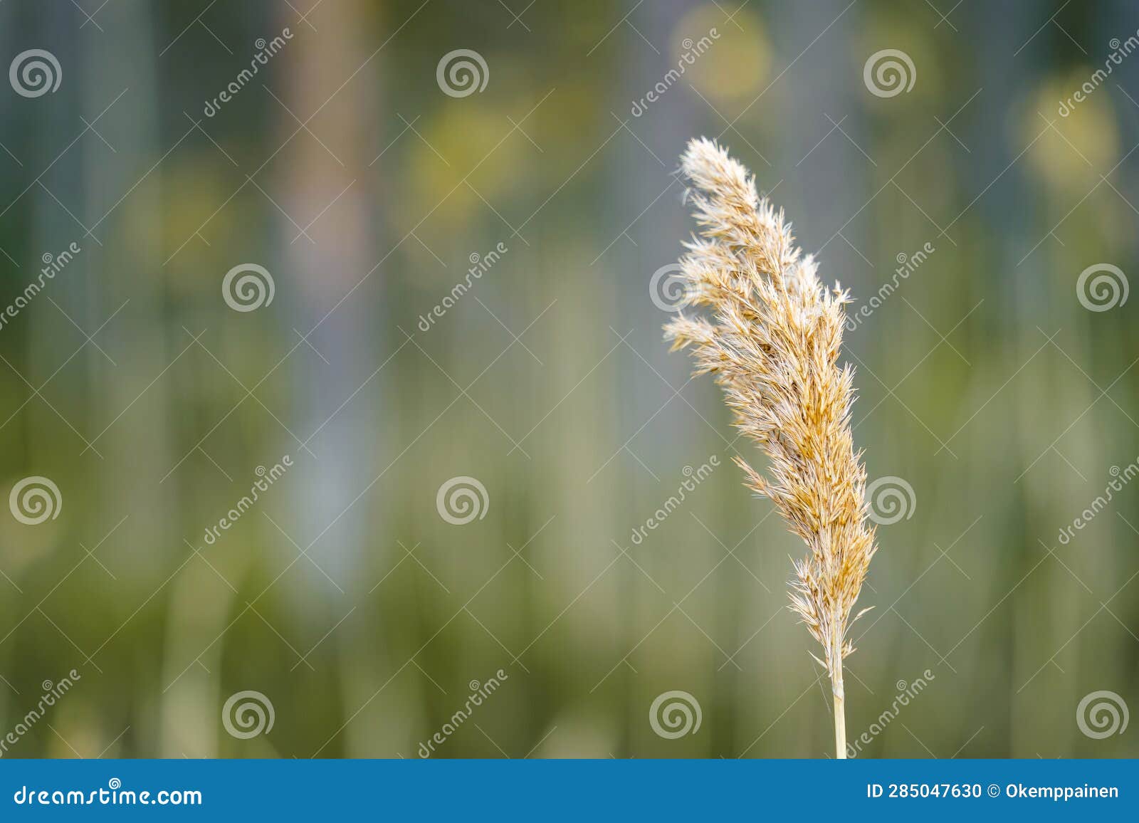 Common Reed (Phragmites Australis) in Spring, Out-of-focus Background ...