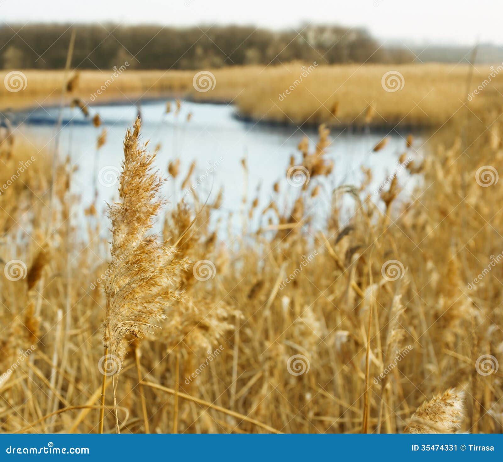 Common Reed Phragmites Australis As Background Or Texture Royalty-Free ...