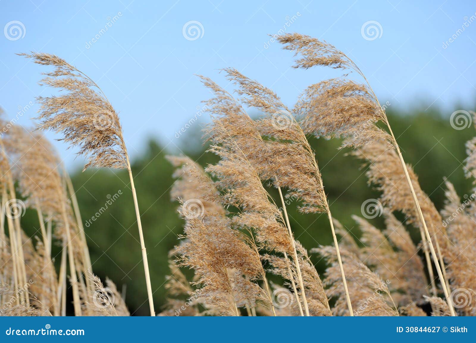 Common Reed (Phragmites) stock image. Image of australis - 30844627