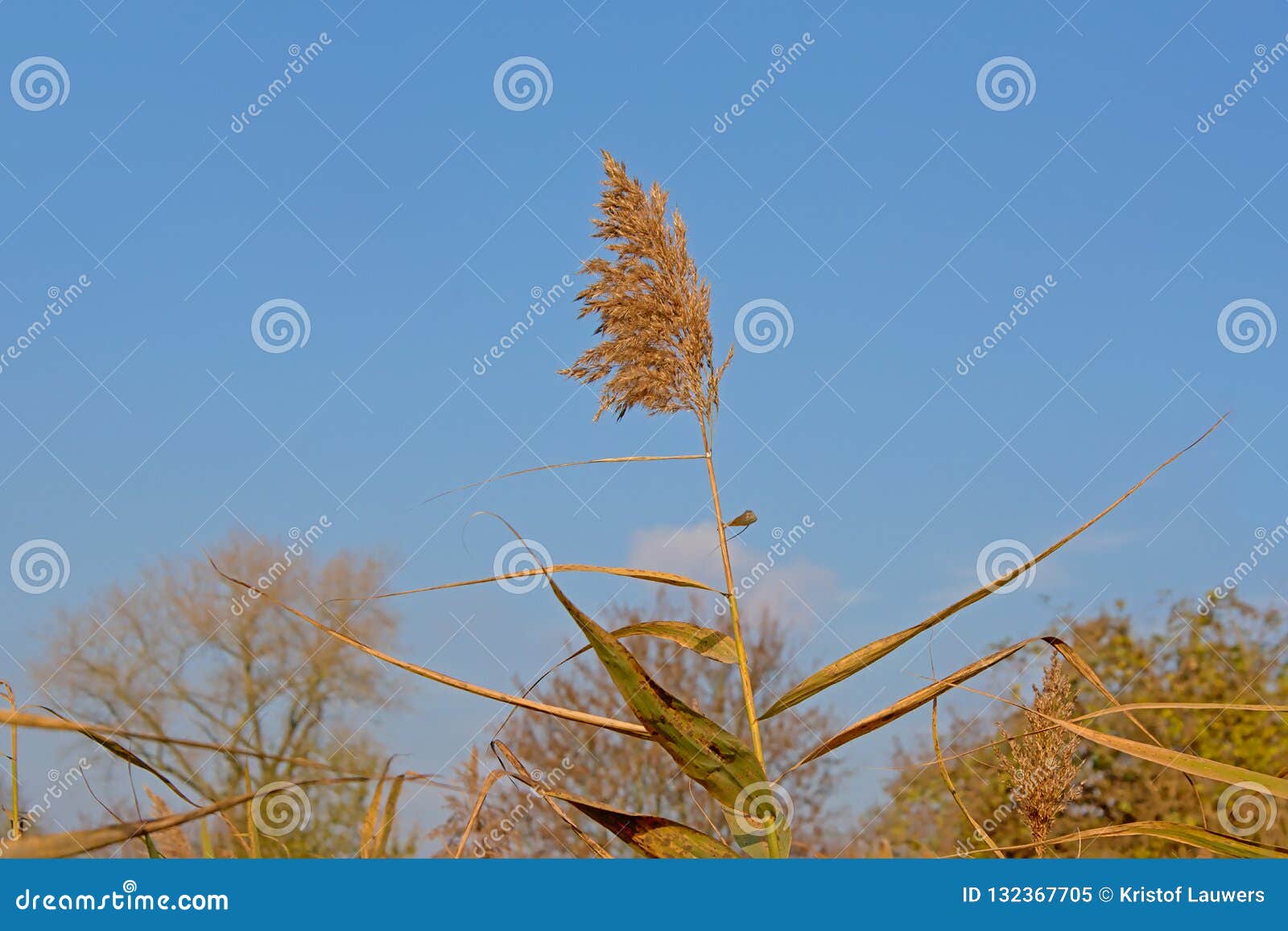 Common Reed Plume on a Sunny Day on a Blue Sky Background Stock Image ...