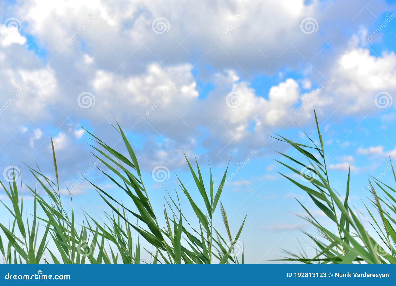 Common Reed Plumes . Bulrush . Stock Image - Image of stem, sunny ...