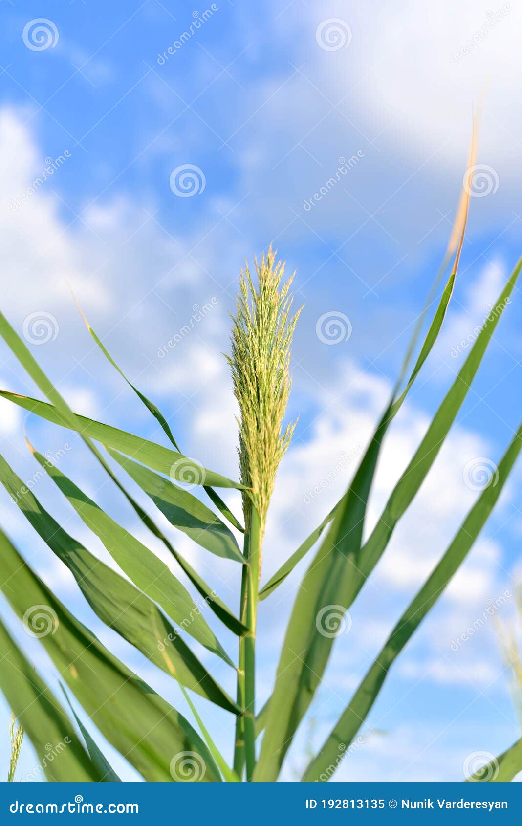 Common Reed Plumes . Bulrush . Stock Image - Image of flowering, plumes ...
