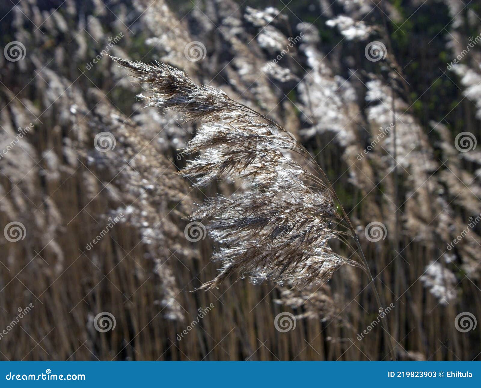 Phragmites Australis Seeds