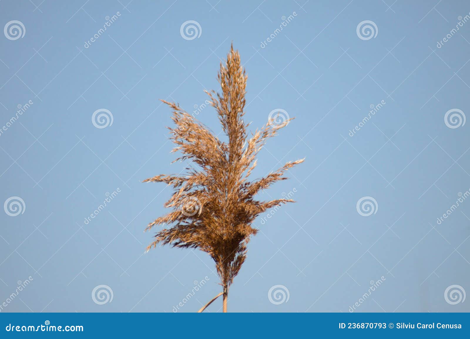 Common Reed Seeds Closeup View with Blue Sky on Background Stock Image ...