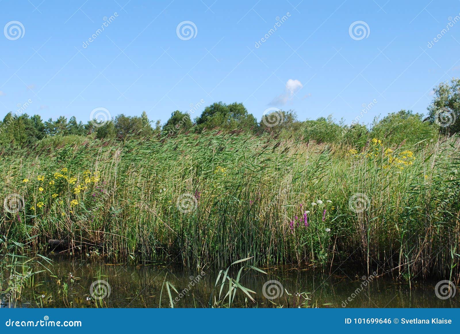 Common Reed Phragmites Leaf, Australis Cav. P. Communis Trin. Ex Steud ...