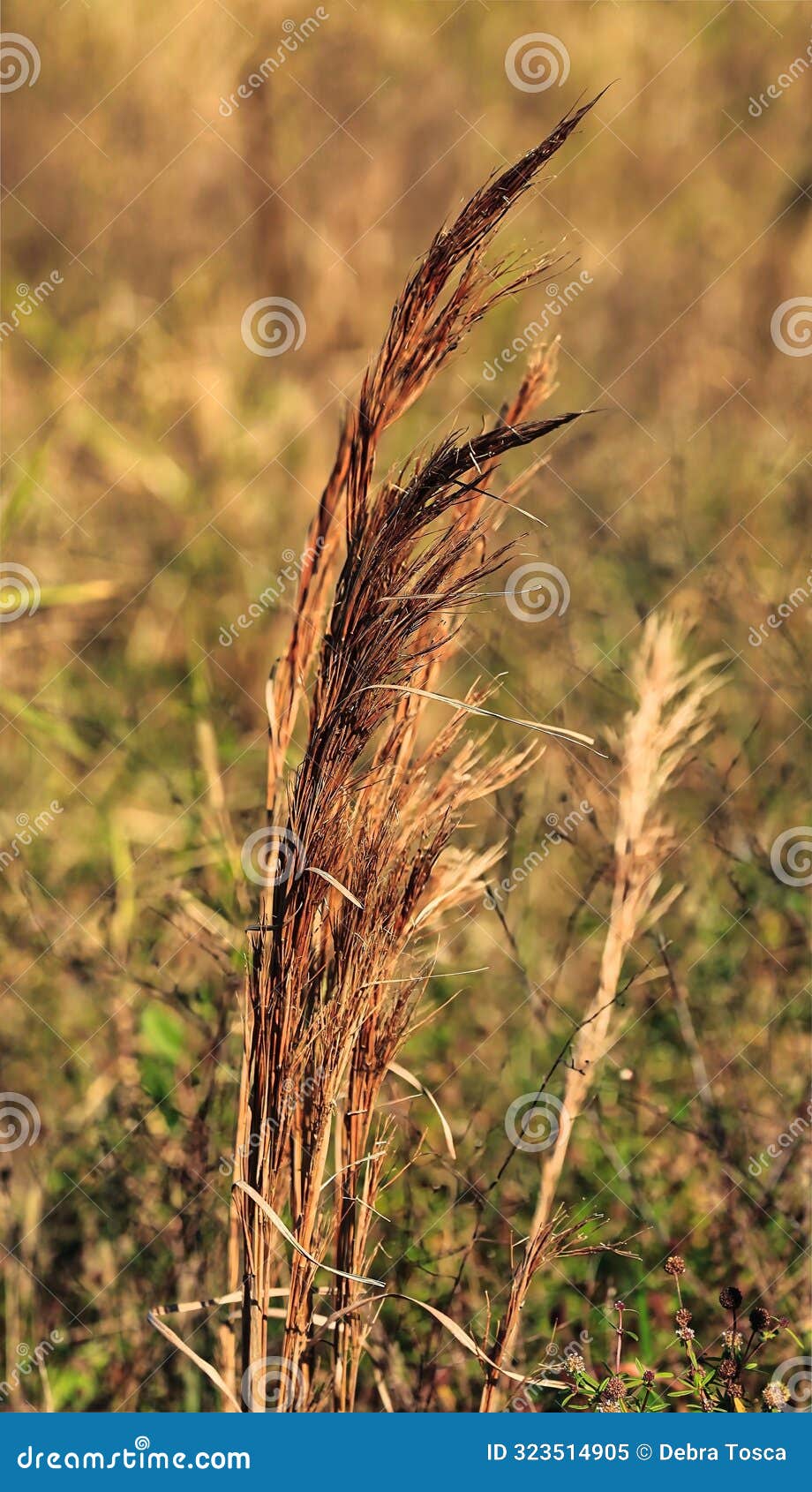 Common reed stock image. Image of tall, florida, grass - 323514905