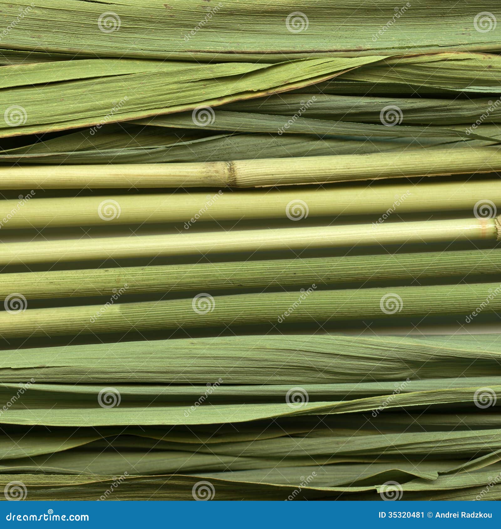 Common reed texture stock image. Image of backdrop, plant - 35320481