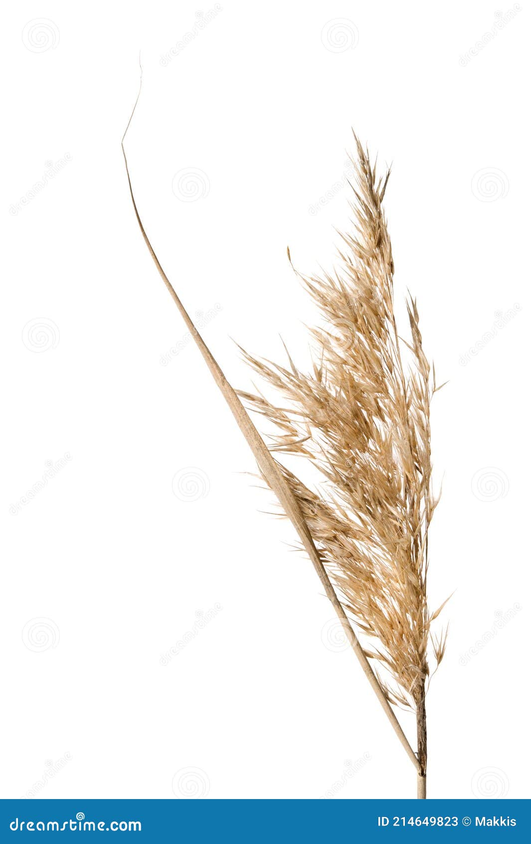 Common Reed on White Background Stock Image - Image of reed, closeup ...