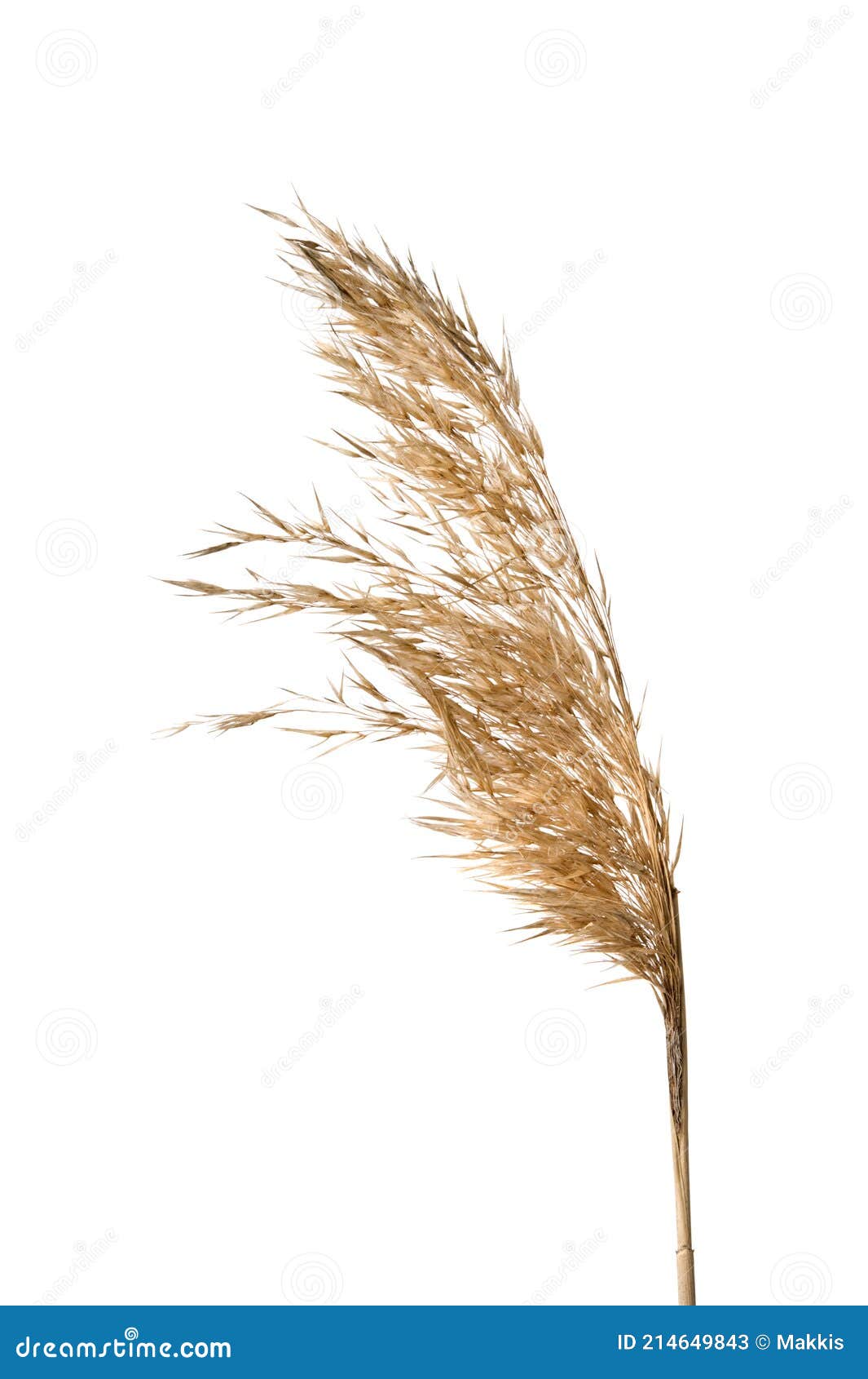 Common Reed on White Background Stock Image - Image of white, single ...