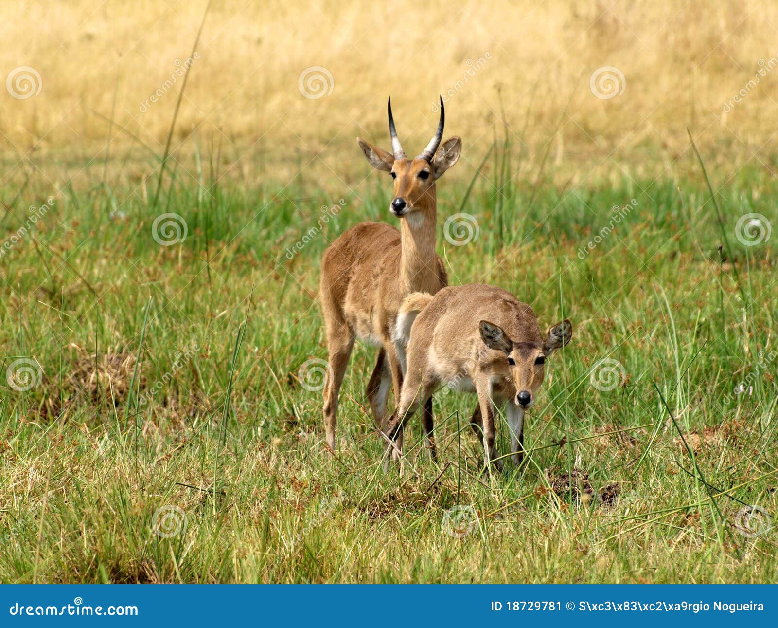 Common reedbuck stock image. Image of grass, wildlife - 18729781
