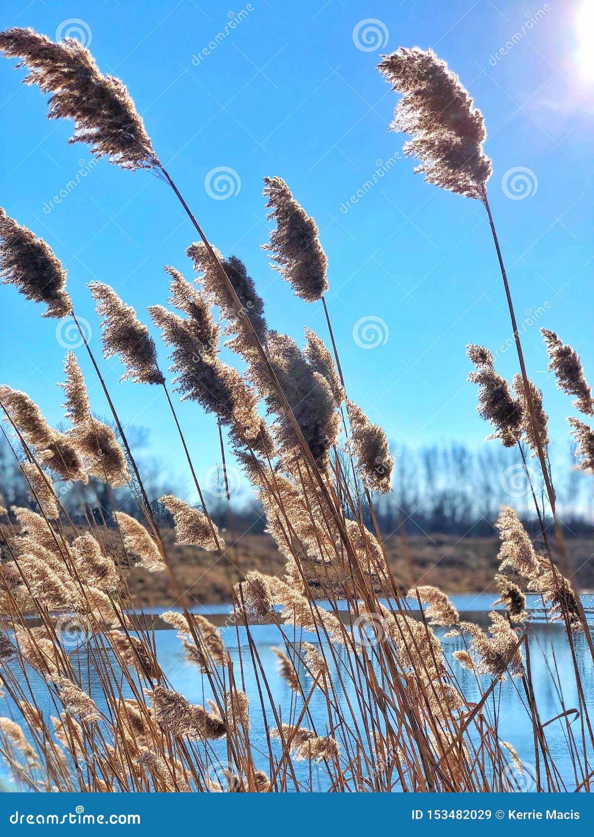 Common Reeds Growing Wallpaper Background Royalty-Free Stock Photo ...