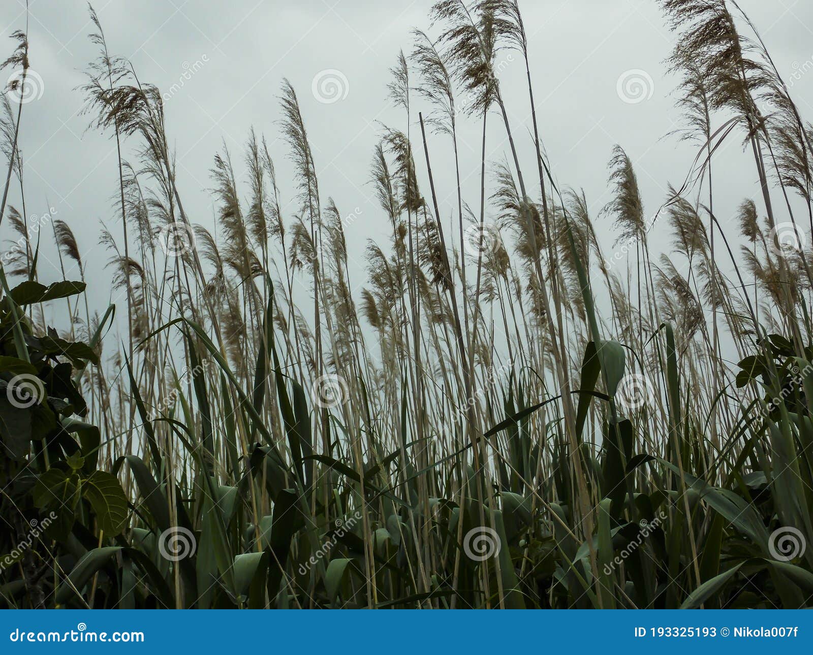 Common Reeds Growing Wallpaper Background Stock Image - Image of floral ...