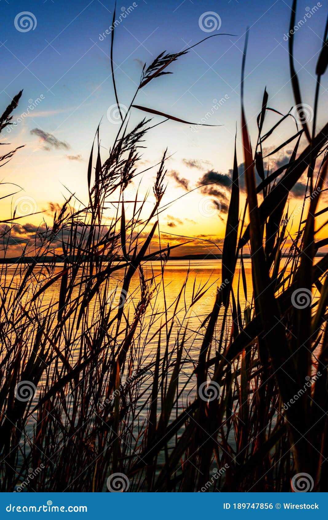 Common Reeds on the Shore of the Lake during Sunset Stock Photo - Image ...