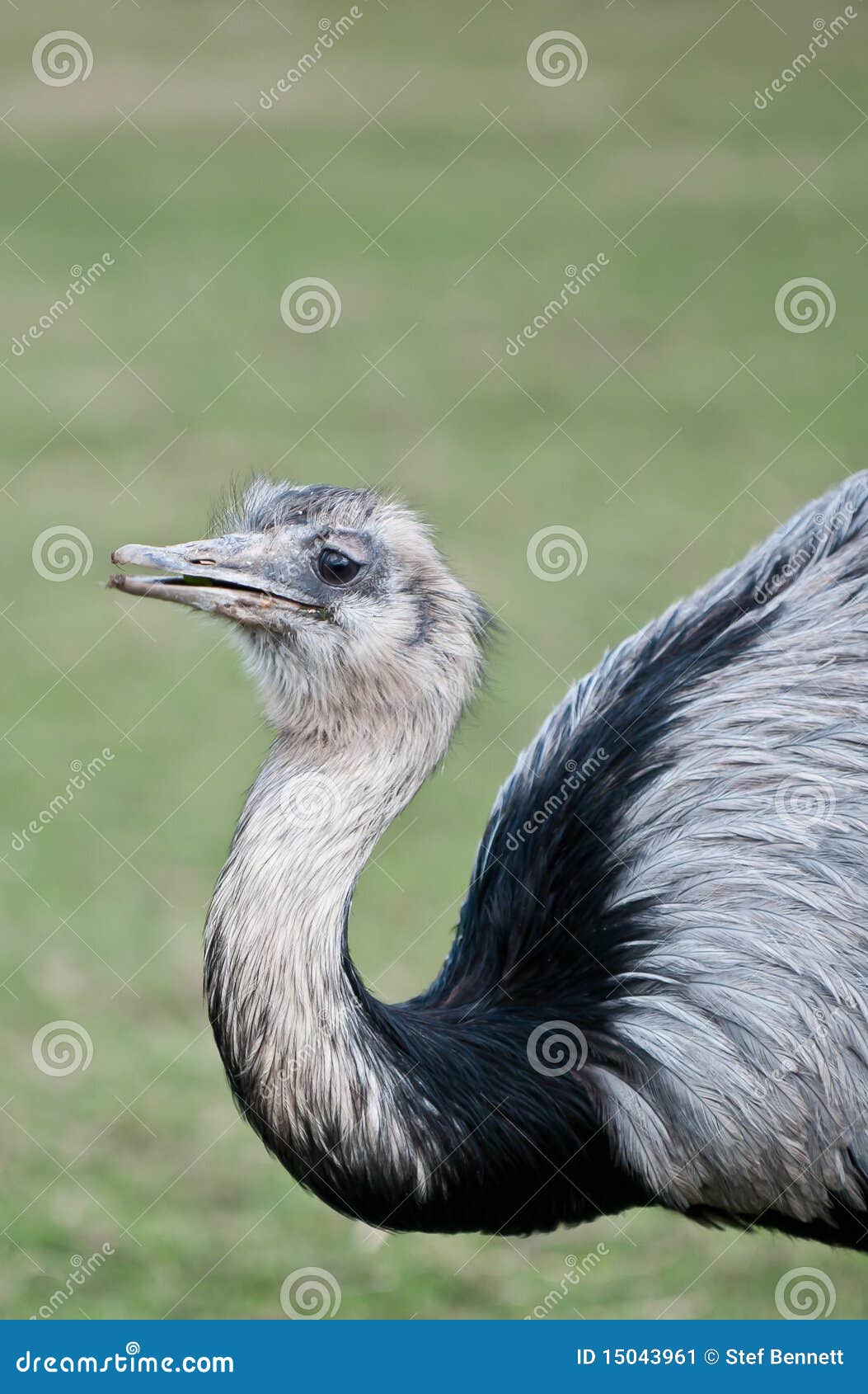 Common Rhea stock image. Image of common, animals, rhea - 15043961