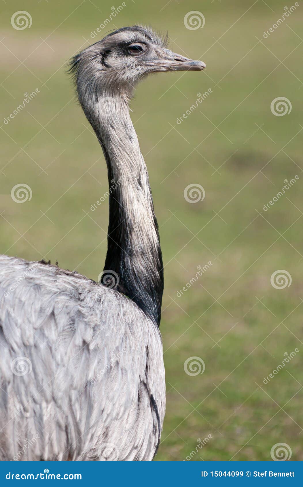 Common Rhea stock image. Image of head, animals, rhea - 15044099