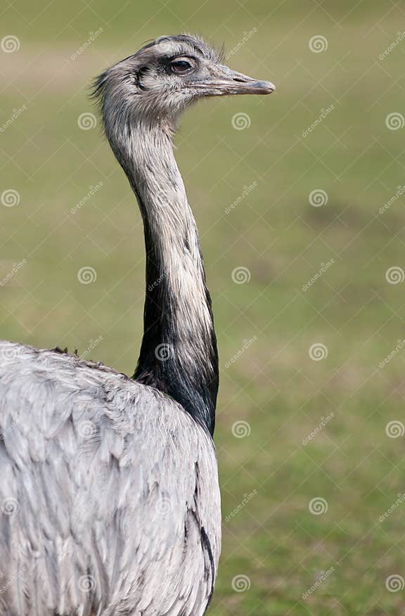 Common Rhea stock image. Image of head, animals, rhea - 15044099