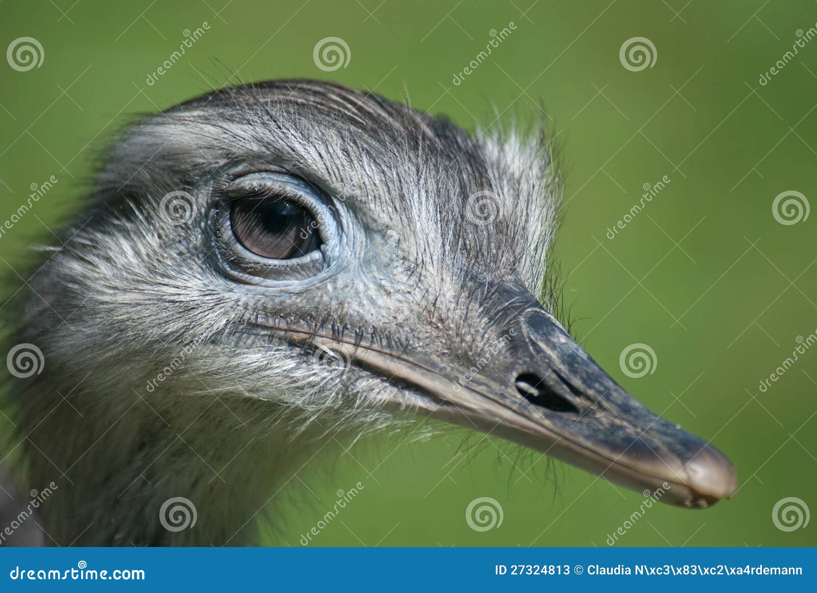 Common rhea stock image. Image of closeup, rhea, common - 27324813