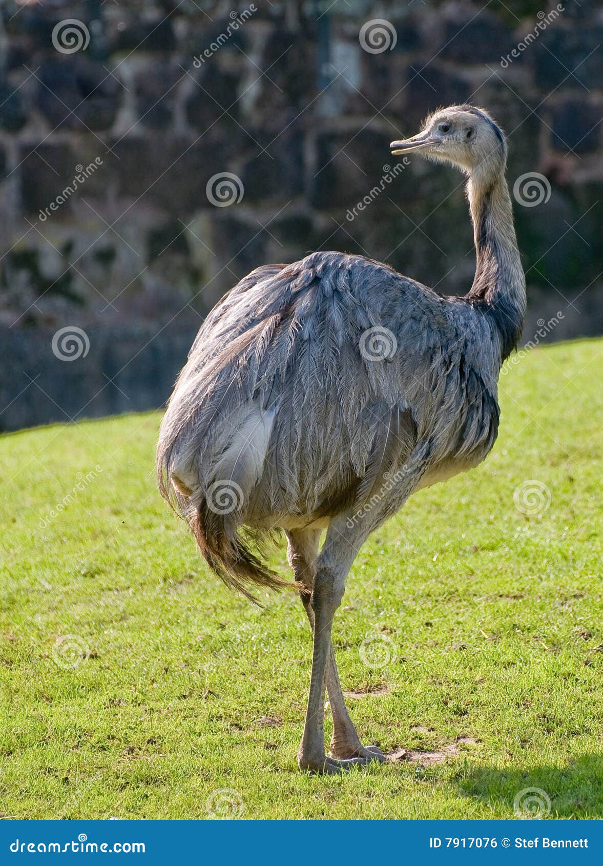 Common Rhea stock photo. Image of avian, common, feathered - 7917076
