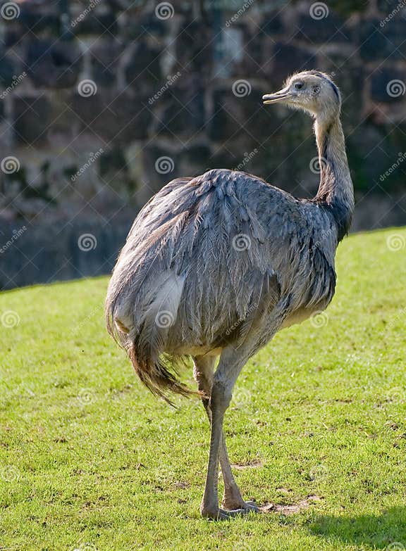 Common Rhea stock photo. Image of avian, common, feathered - 7917076
