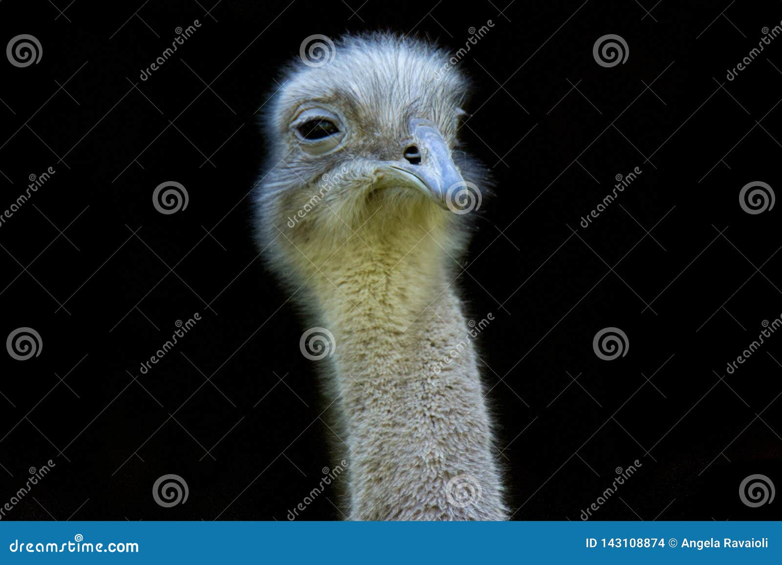 Common rhea or emu stock photo. Image of gray, outdoor - 143108874