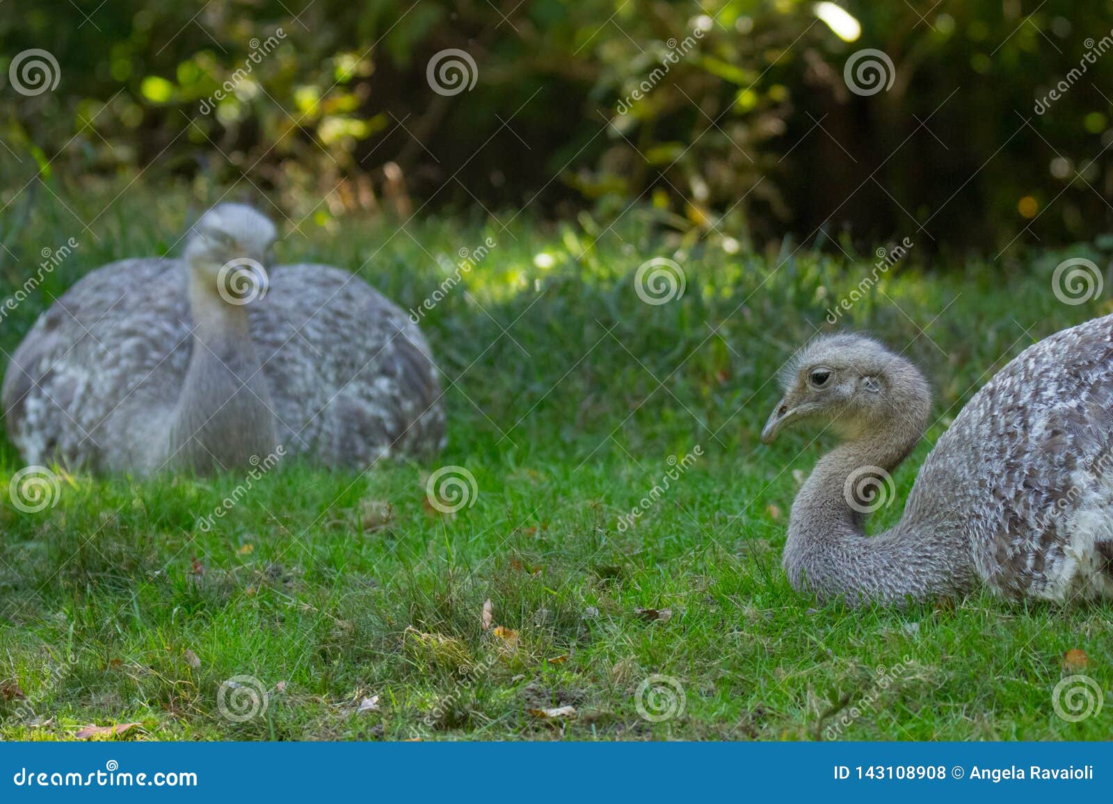 Common rhea or emu stock photo. Image of meadow, greater - 143108908