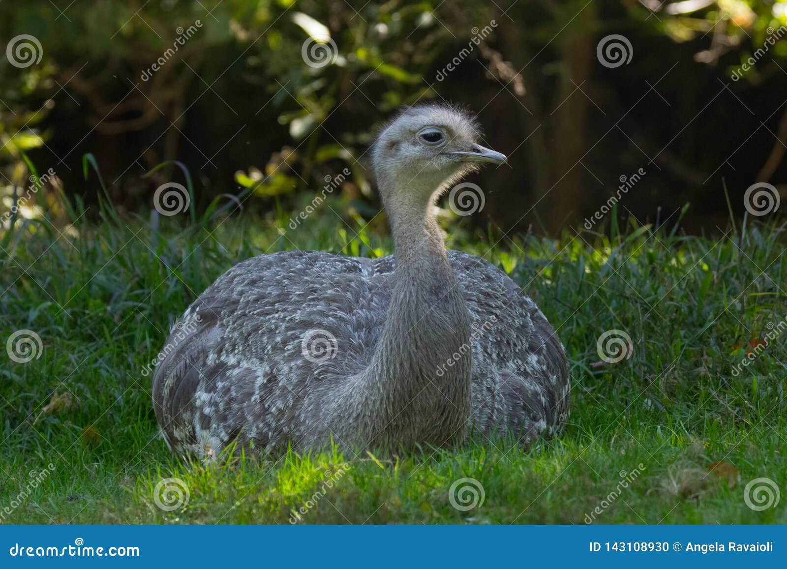 Common rhea or emu stock photo. Image of natural, gray - 143108930
