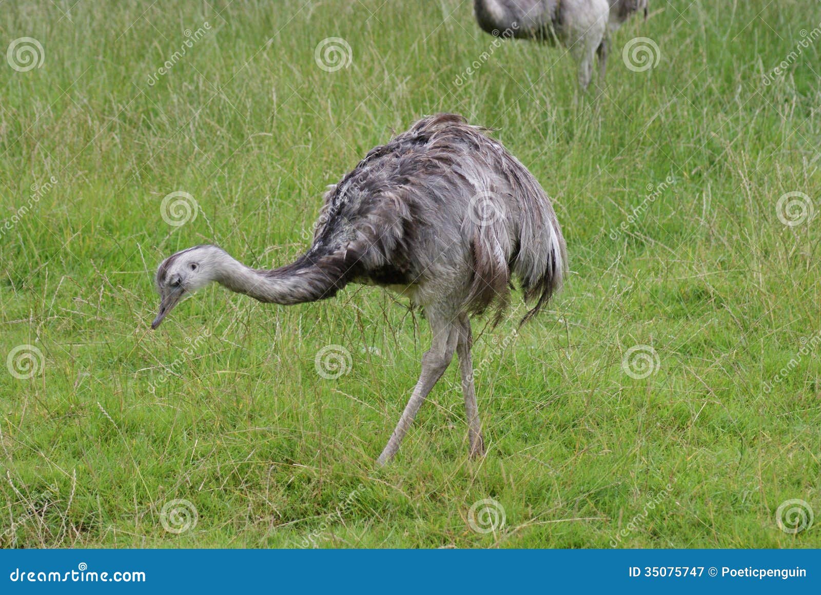 Common Rhea - Rhea Americana Stock Image - Image of life, wildlife ...