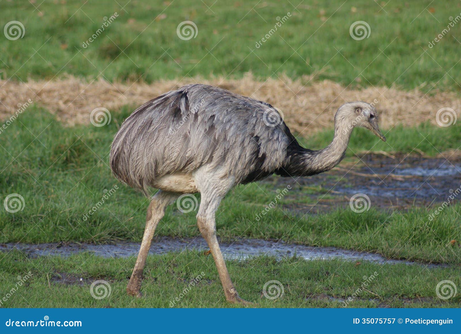 Common Rhea - Rhea Americana Stock Image - Image of common, wild: 35075757