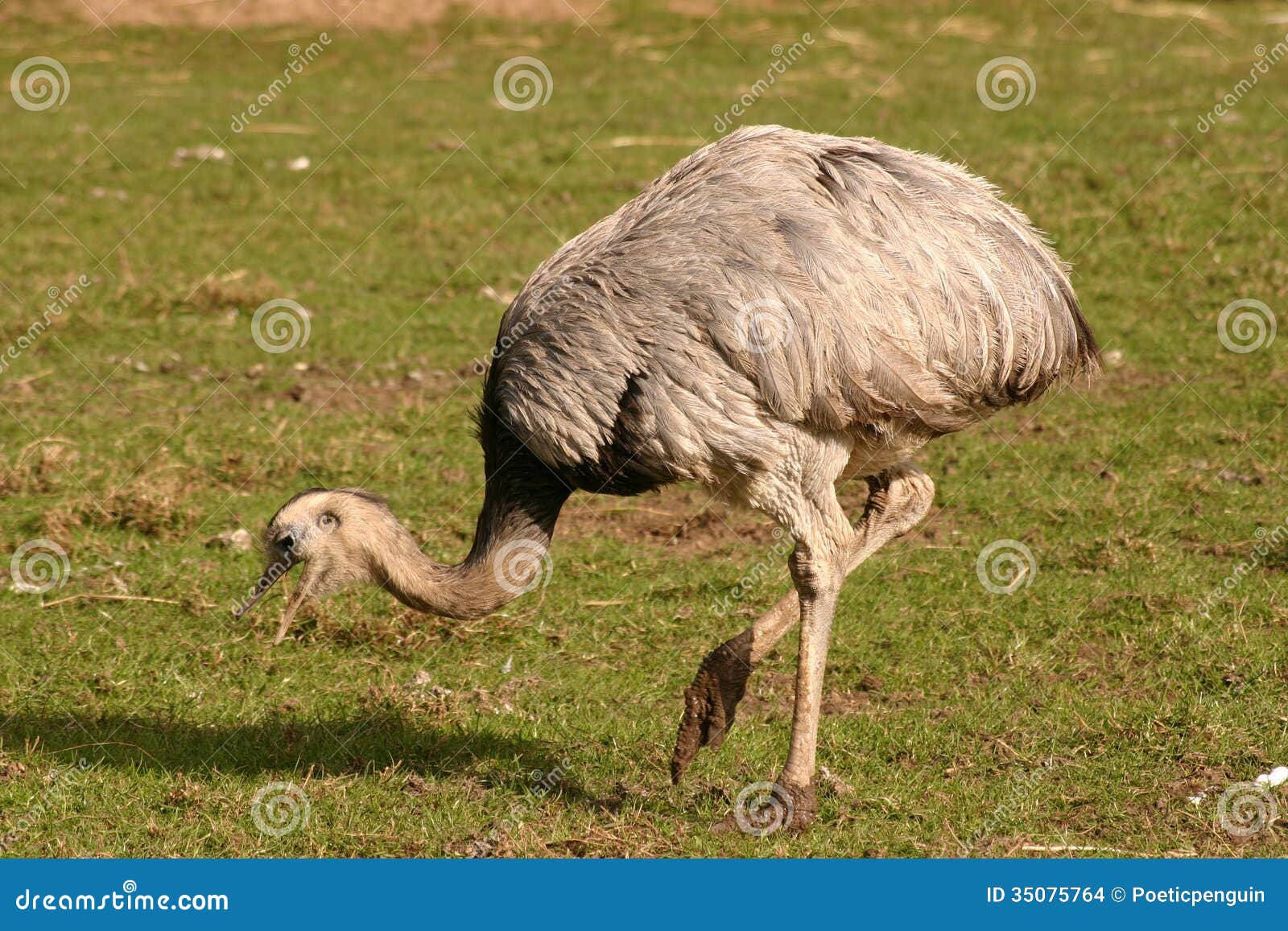 Common Rhea - Rhea Americana Stock Photo - Image of wilderness, animal ...