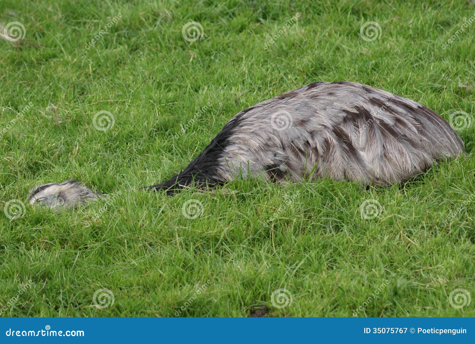Common Rhea - Rhea Americana Stock Image - Image of wild, americana ...