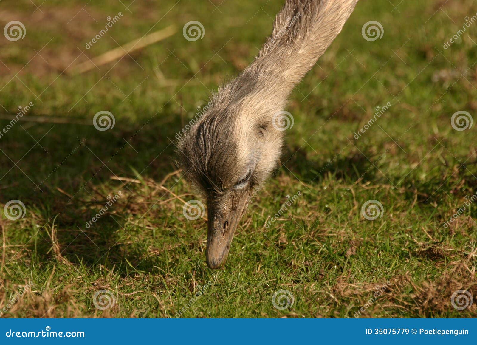 Common Rhea - Rhea Americana Stock Image - Image of americana, rhea ...