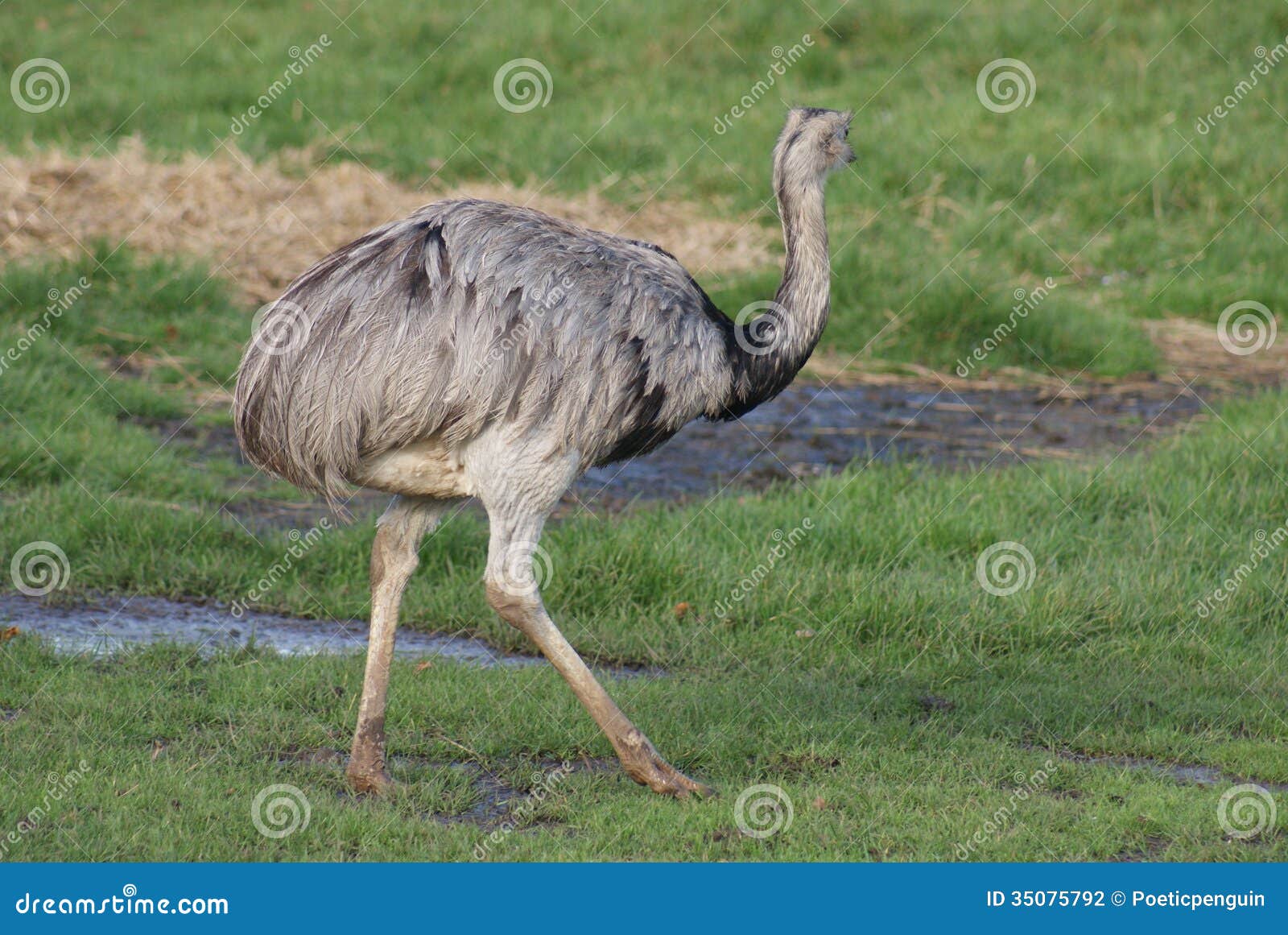 Common Rhea - Rhea Americana Stock Photo - Image of bird, aves: 35075792