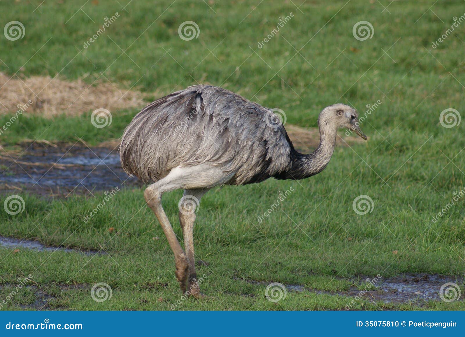Common Rhea - Rhea Americana Stock Photo - Image of life, aves: 35075810