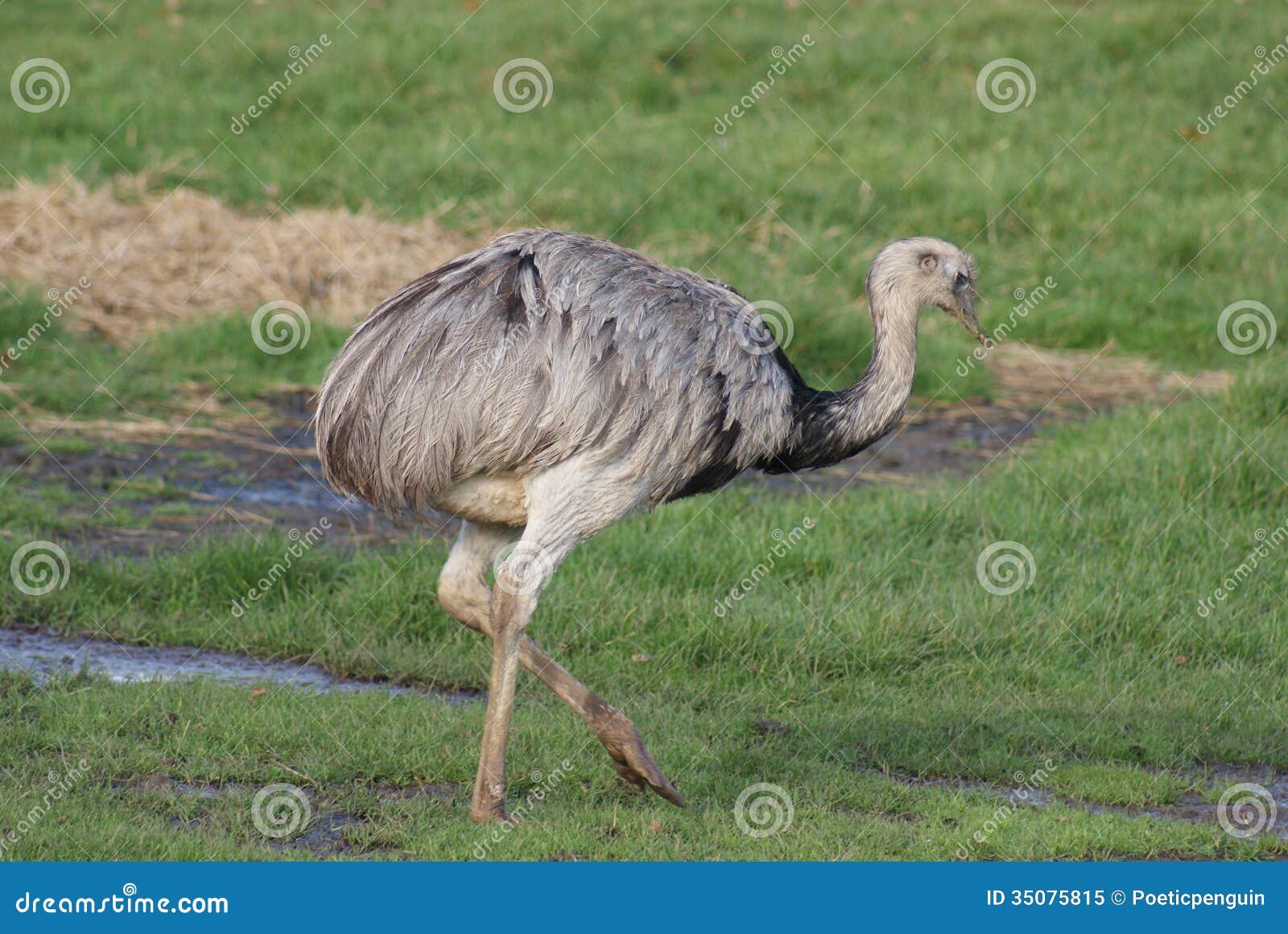 Common Rhea - Rhea Americana Stock Image - Image of common, americana ...