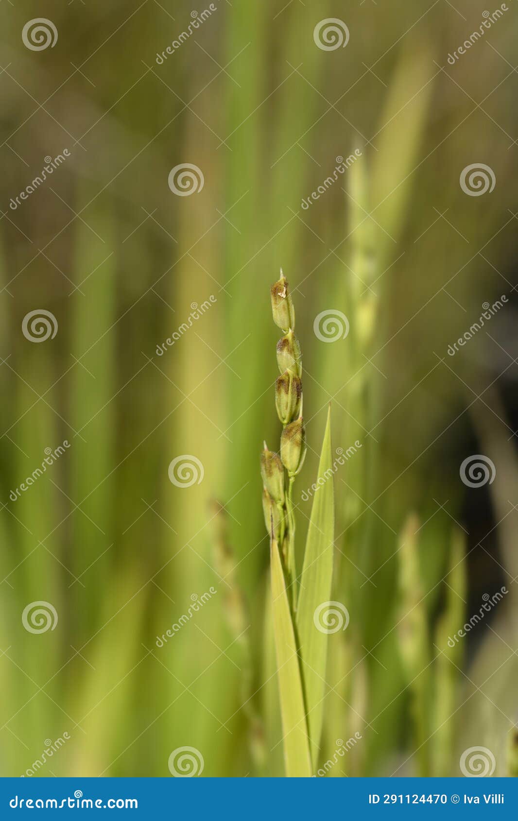 Common rice stock photo. Image of sativa, garden, plant - 291124470