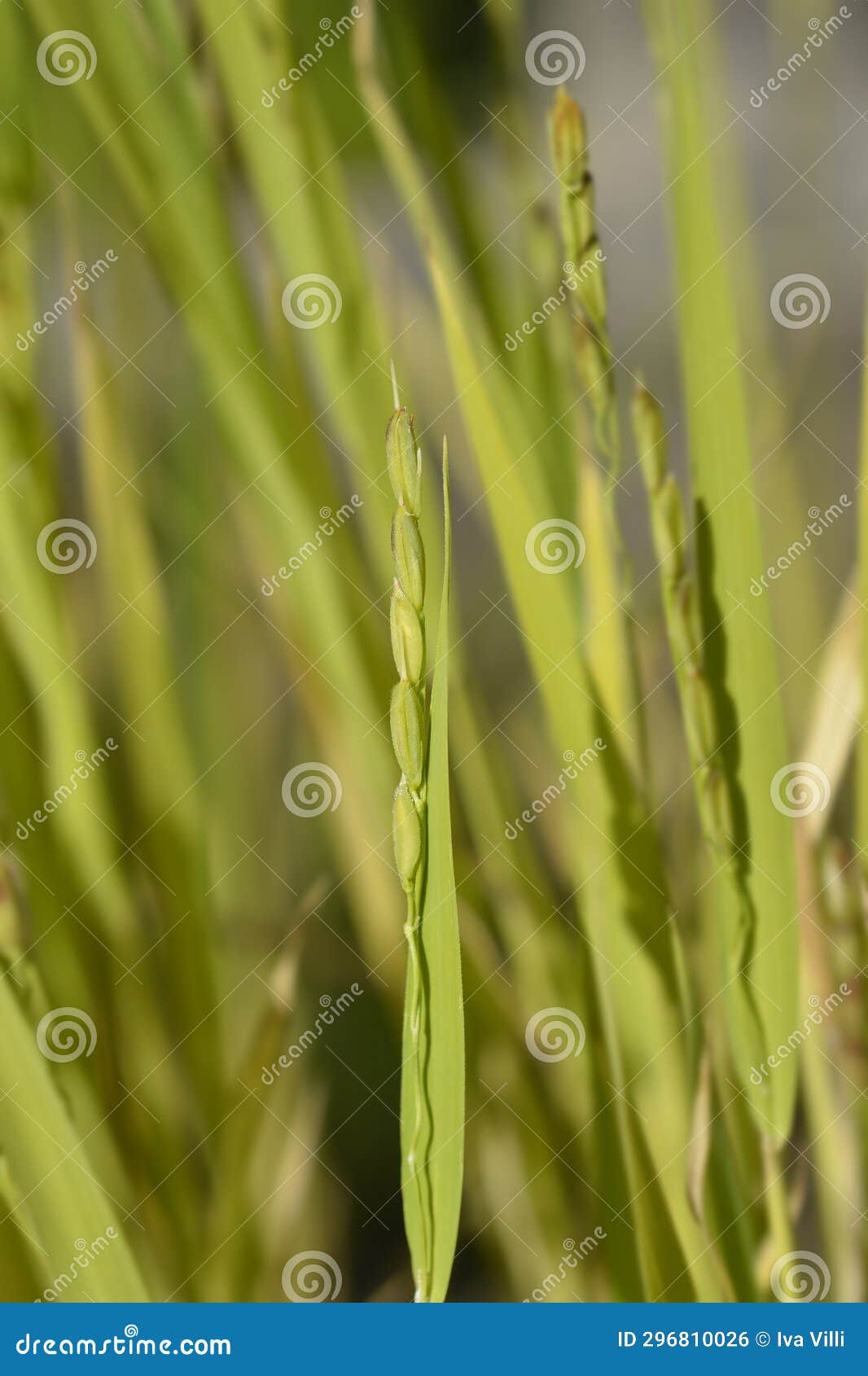 Common rice stock photo. Image of outdoors, botany, indica - 296810026