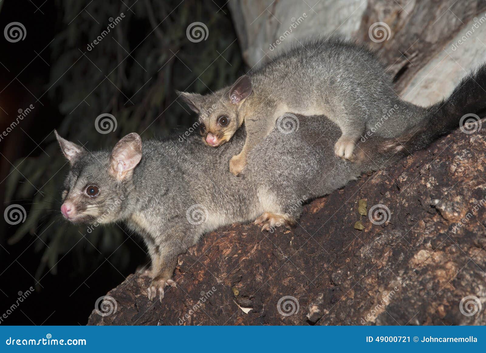 Common ring-tailed possum stock image. Image of common - 49000721