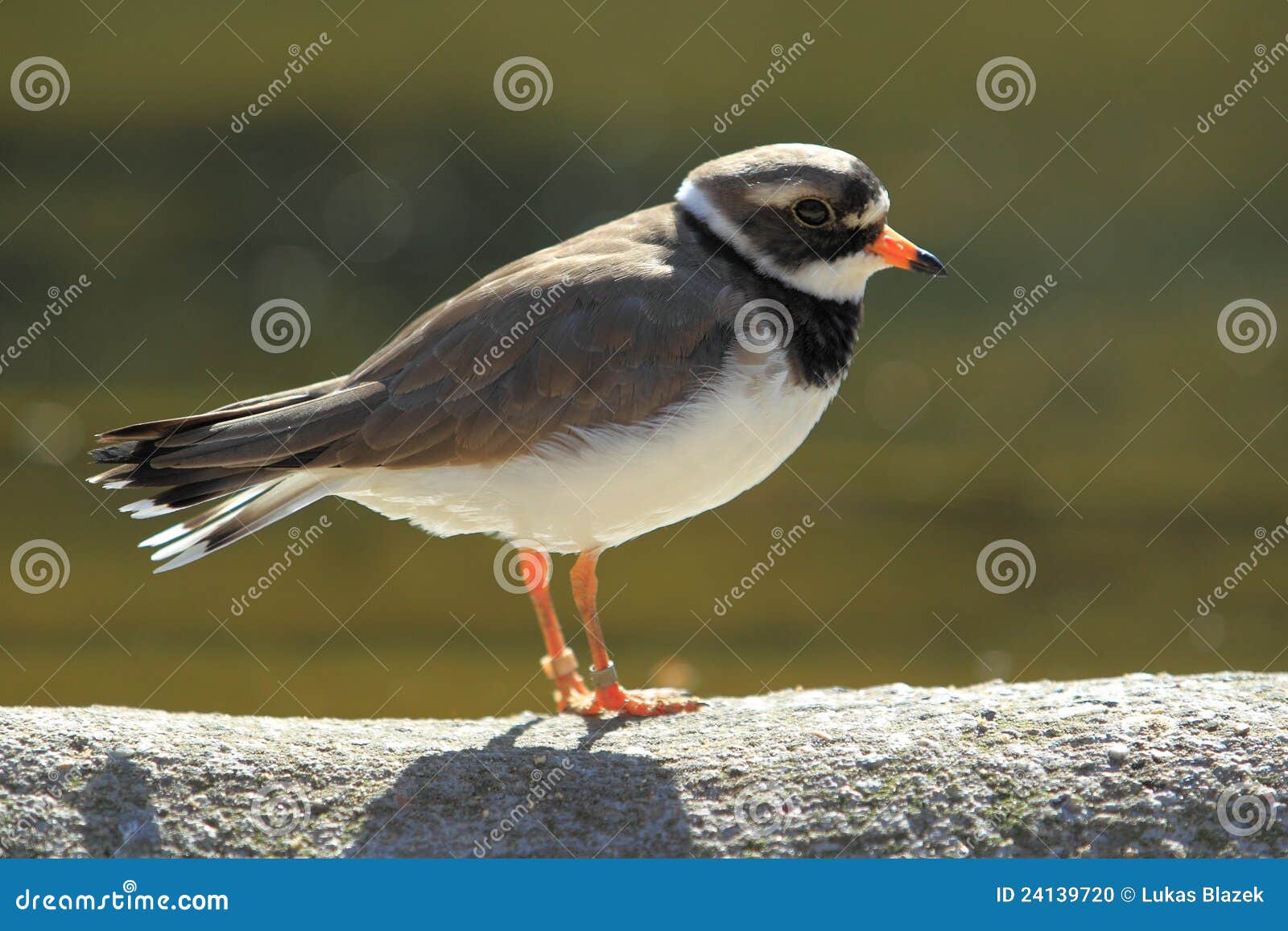 Common ringed plover stock photo. Image of plover, charadrius - 24139720