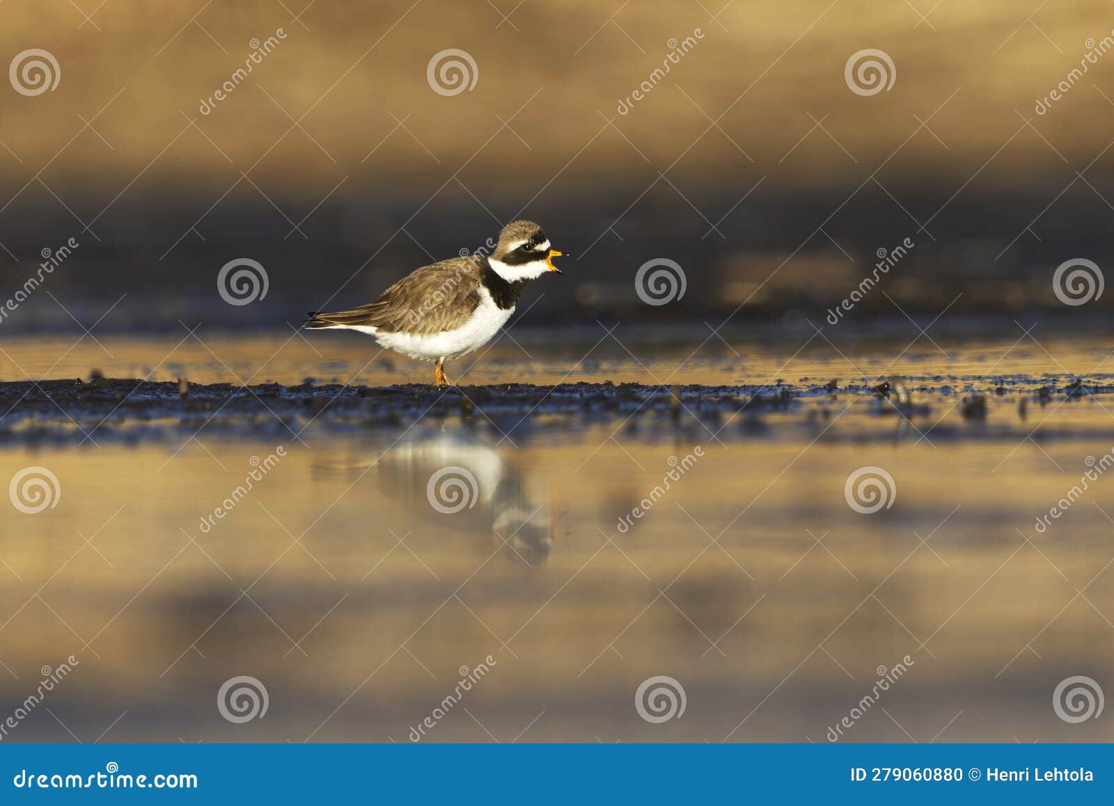 Common Ringed Plover or Ringed Plover (Charadrius Hiaticula) Calling in ...