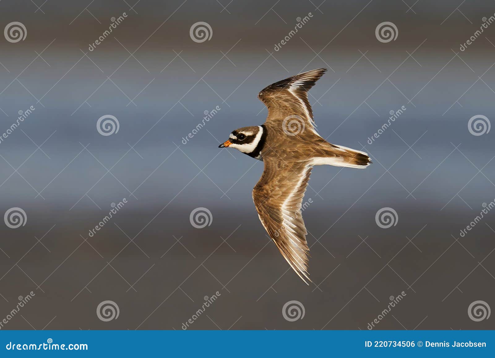 Common Ringed Plover Charadrius Hiaticula Stock Photo - Image of flight ...
