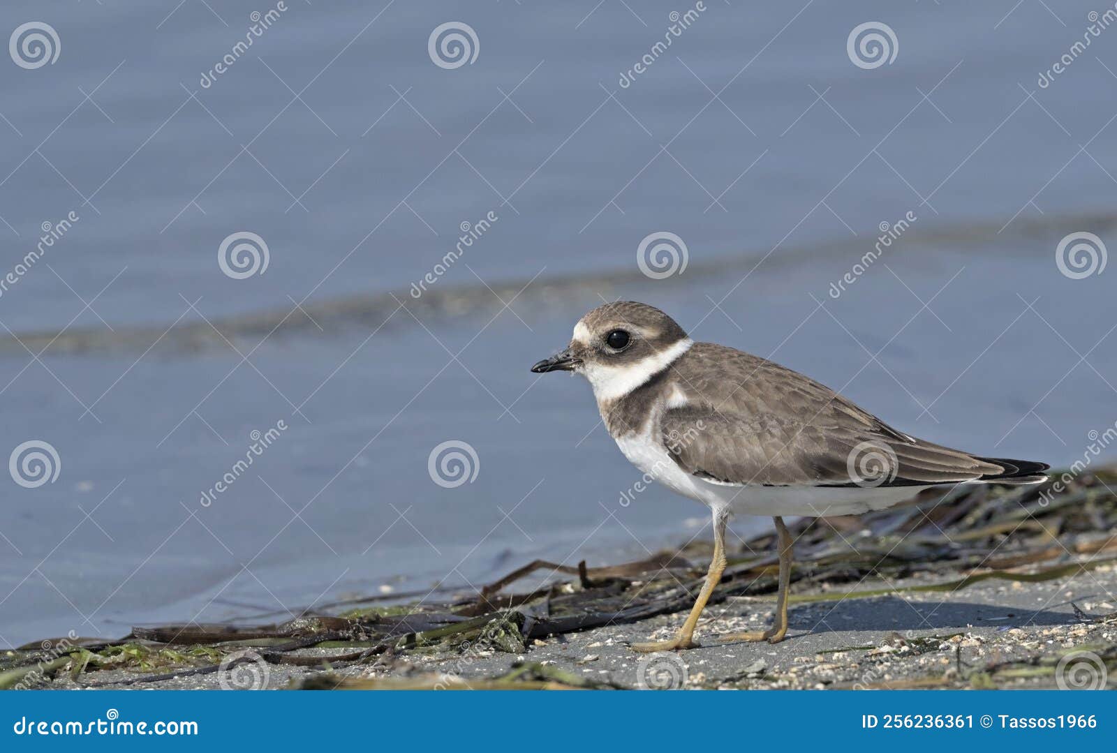 Common Ringed Plover stock image. Image of ornithology - 256236361
