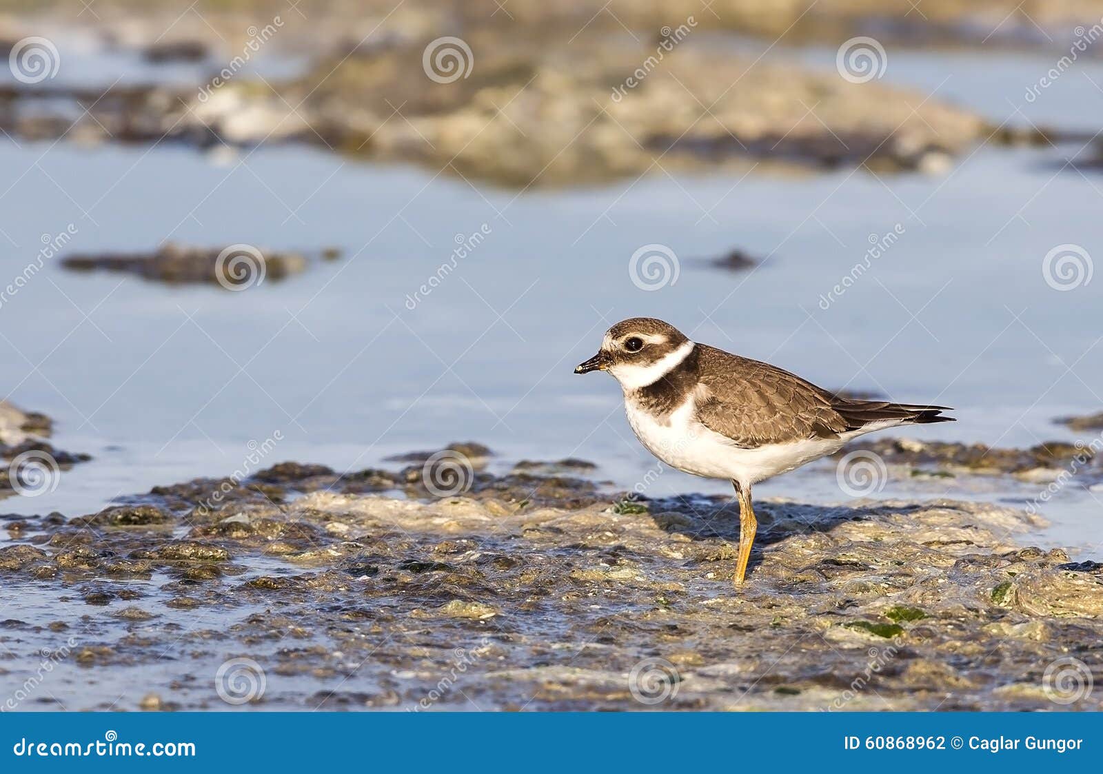 Common Ringed Plover stock photo. Image of hiaticula - 60868962