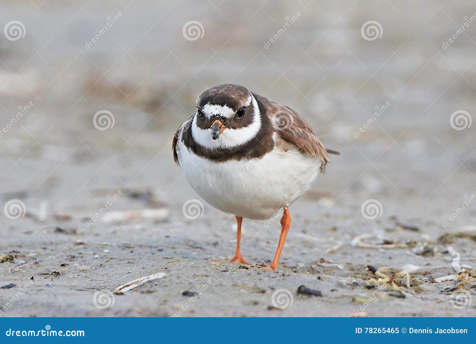 Common Ringed Plover (Charadrius Hiaticula) Stock Image - Image of ...